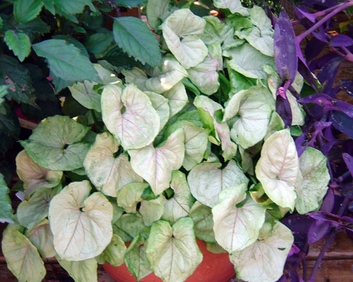 Syngonium 'Bold Allusion' from AgriStarts