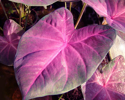 Caladium 'Lucky Purple' from AgriStarts