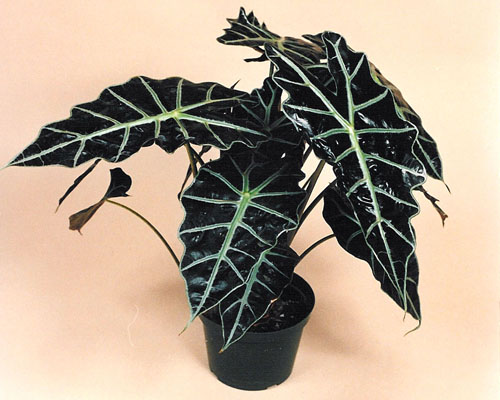Alocasia 'Polly' African Mask from AgriStarts