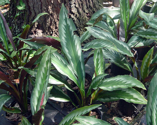 Kaempferia rotunda 'Raven' Peacock Ginger from AgriStarts
