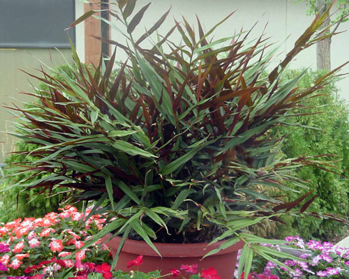 Alpinia luteocarpa 'Bamboo Ginger' from AgriStarts