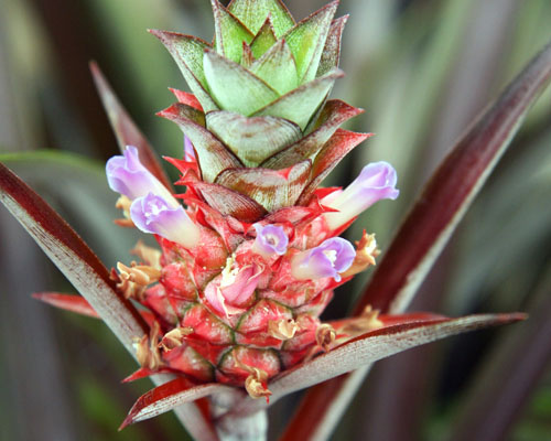 Ananas lucidas Mini Pineapple from AgriStarts