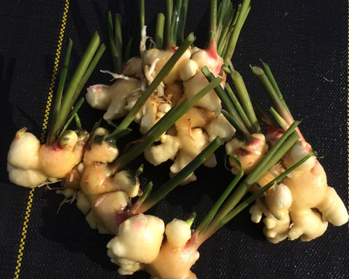 Edible Ginger Root Plant