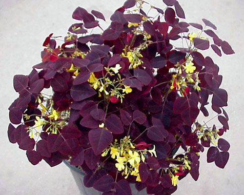 Oxalis hedysaroides 'Rubra' Fire Fern from AgriStarts