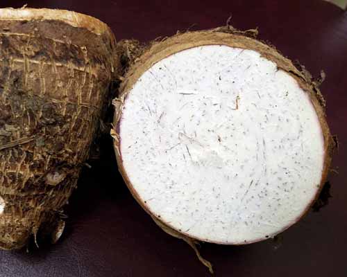 Colocasia esculenta 'Bun Long' Taro from AgriStarts