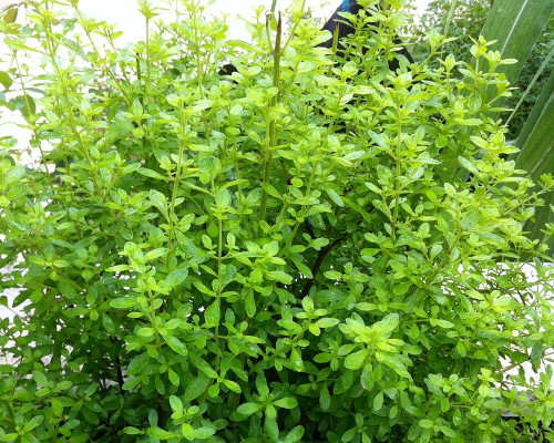 Satureja viminea Costa Rican Mint/ KamaSutra Menta from AgriStarts