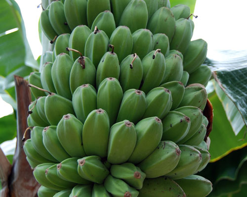 Musa 'Saba' Banana from AgriStarts