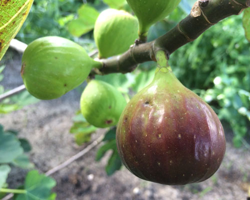 Ficus carica 'Texas Everbearing' Common Fig from AgriStarts