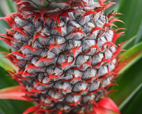 Ananas Fruitboom