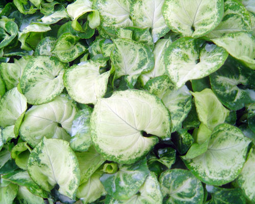 Syngonium from AgriStarts