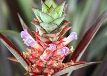 Tropical from AgriStarts